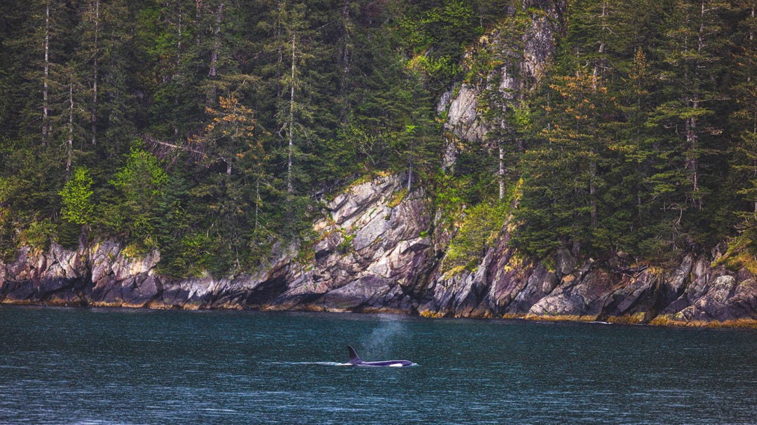 Serene Orca Whale in Alaskan Waters - Nature Photography Print - Etsy