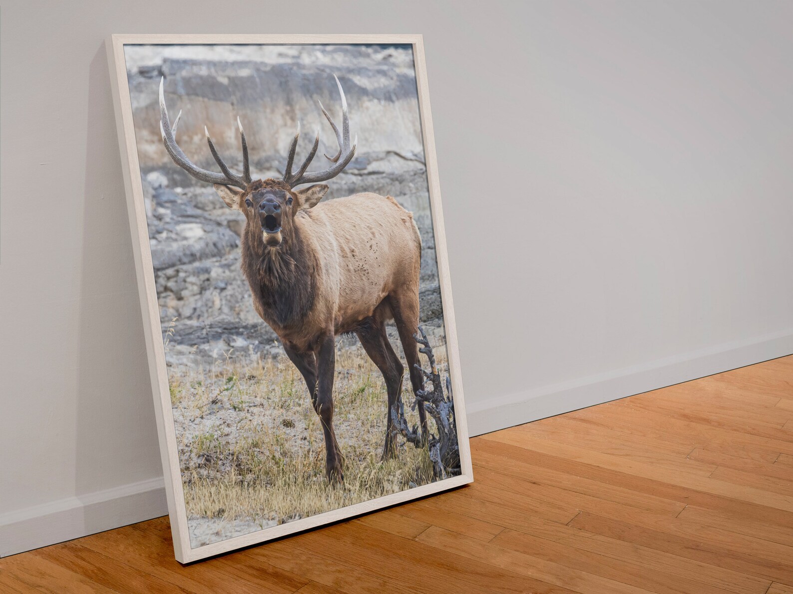 Screaming' (bugling Elk Print) - Etsy