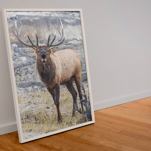 Screaming' (bugling Elk Print) - Etsy