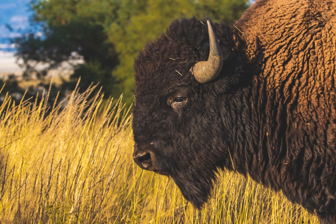 Gentle Gaint buffalo Print - Etsy