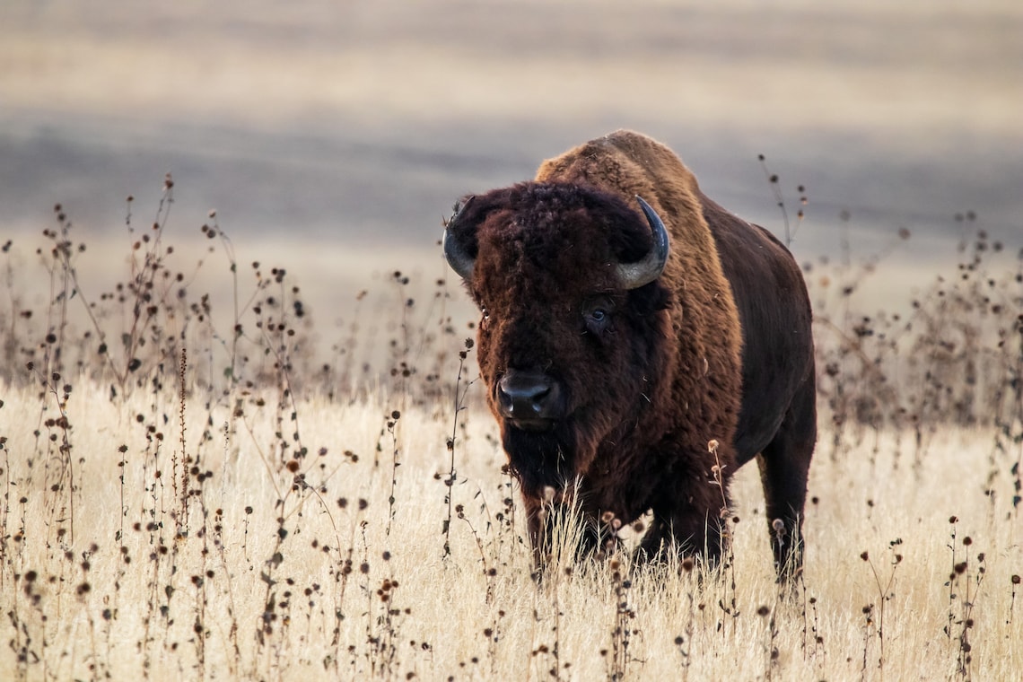 American Bison in Fall Colors, Taken in Utah - Etsy