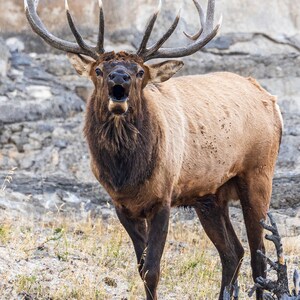 Screaming' (bugling Elk Print) - Etsy