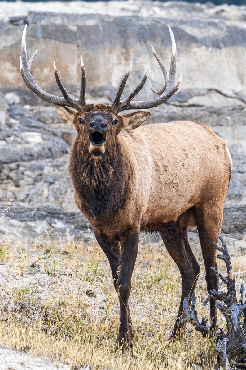 Screaming' (bugling Elk Print) - Etsy
