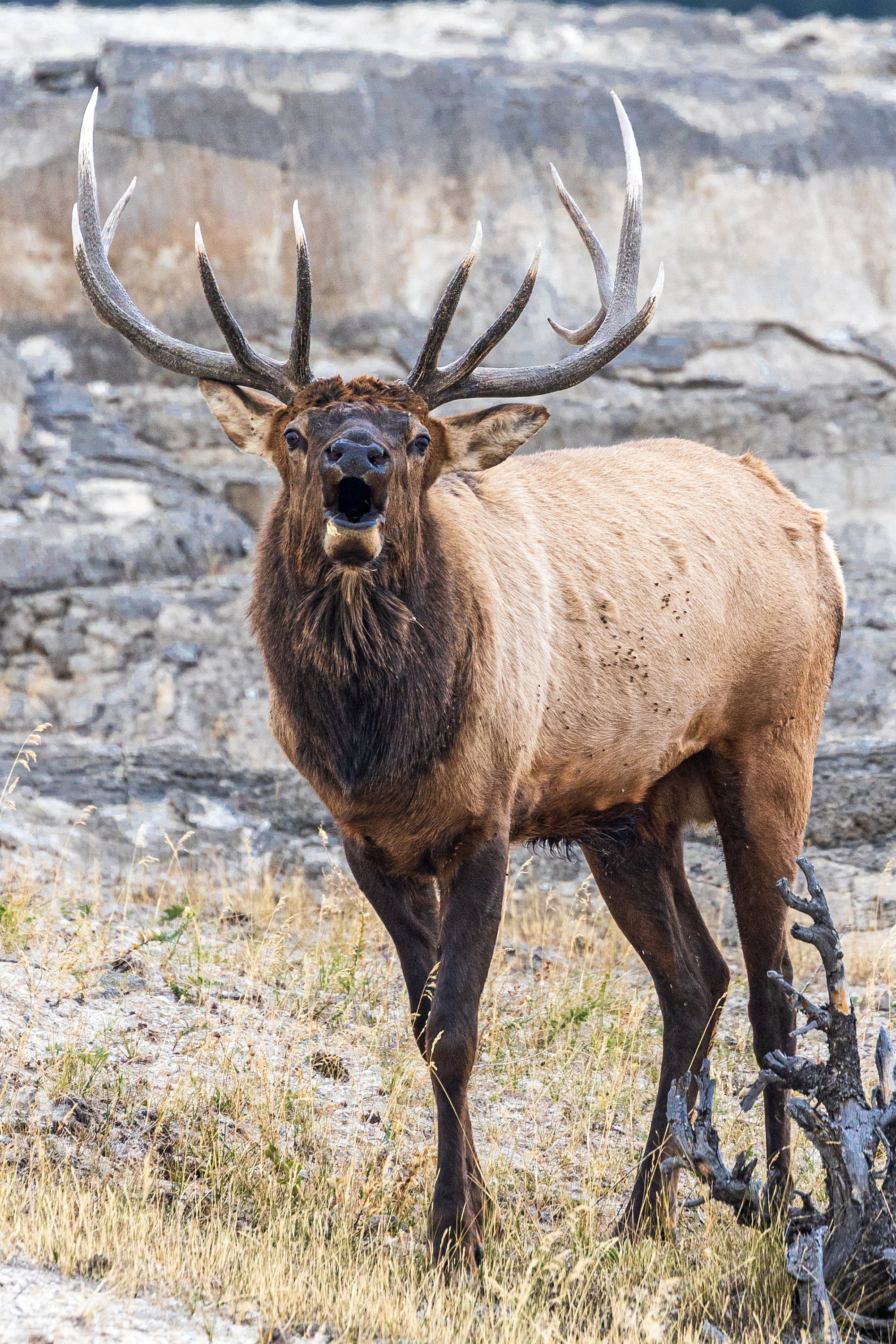 Screaming' (bugling Elk Print) - Etsy