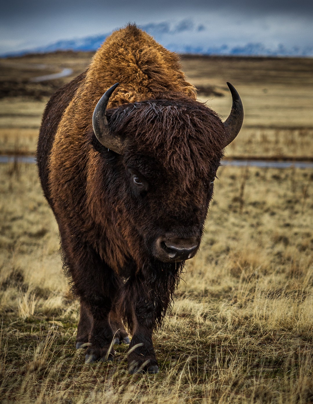Attitude (american Buffalo Print) - Etsy