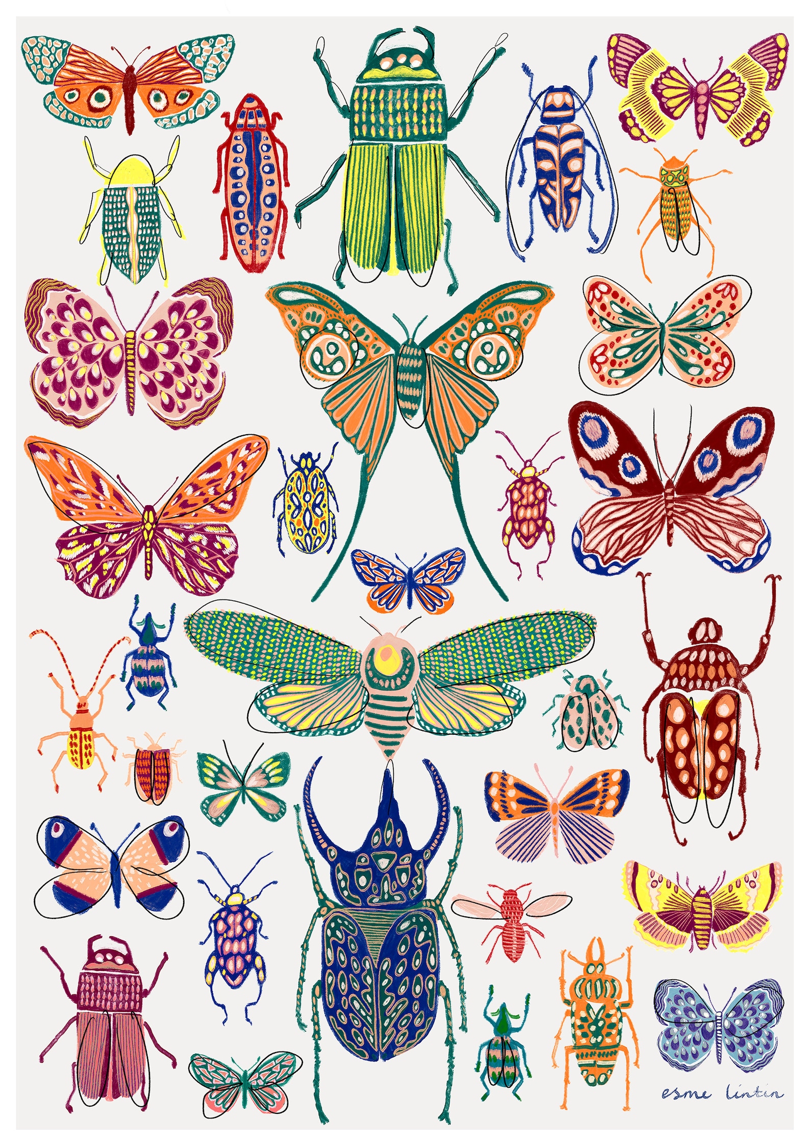 Insect Entomology Study Poster Illustration - Etsy