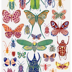 Insect Entomology Study Poster Illustration - Etsy