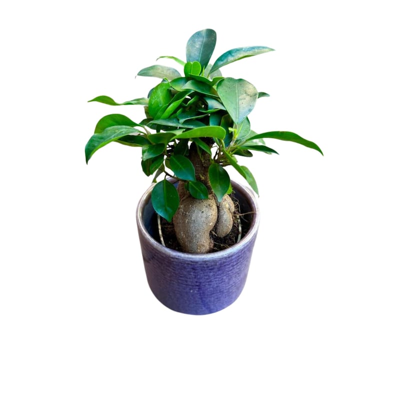 Bonsai Ficus Plants - Etsy