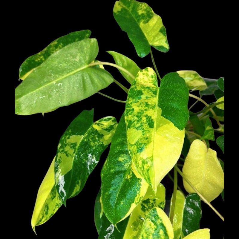 Variegated House Plants - Etsy