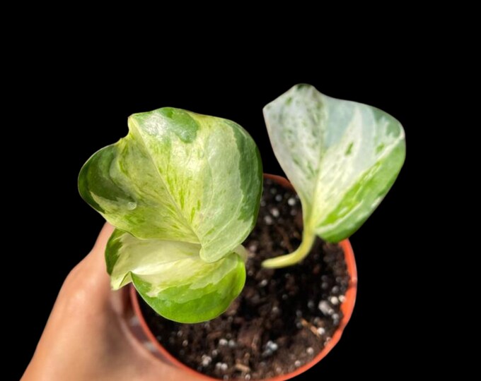 Very RARE High Variegated Manjula Pothos - Manjula Indoor Plant ...