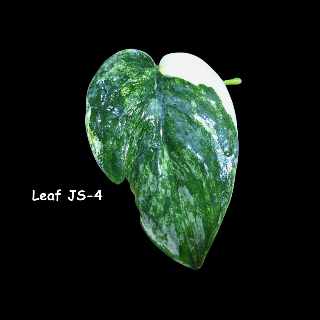 Scindapsus Jade Satin Variegated Variegated Scindapsus Cutting SAME ...