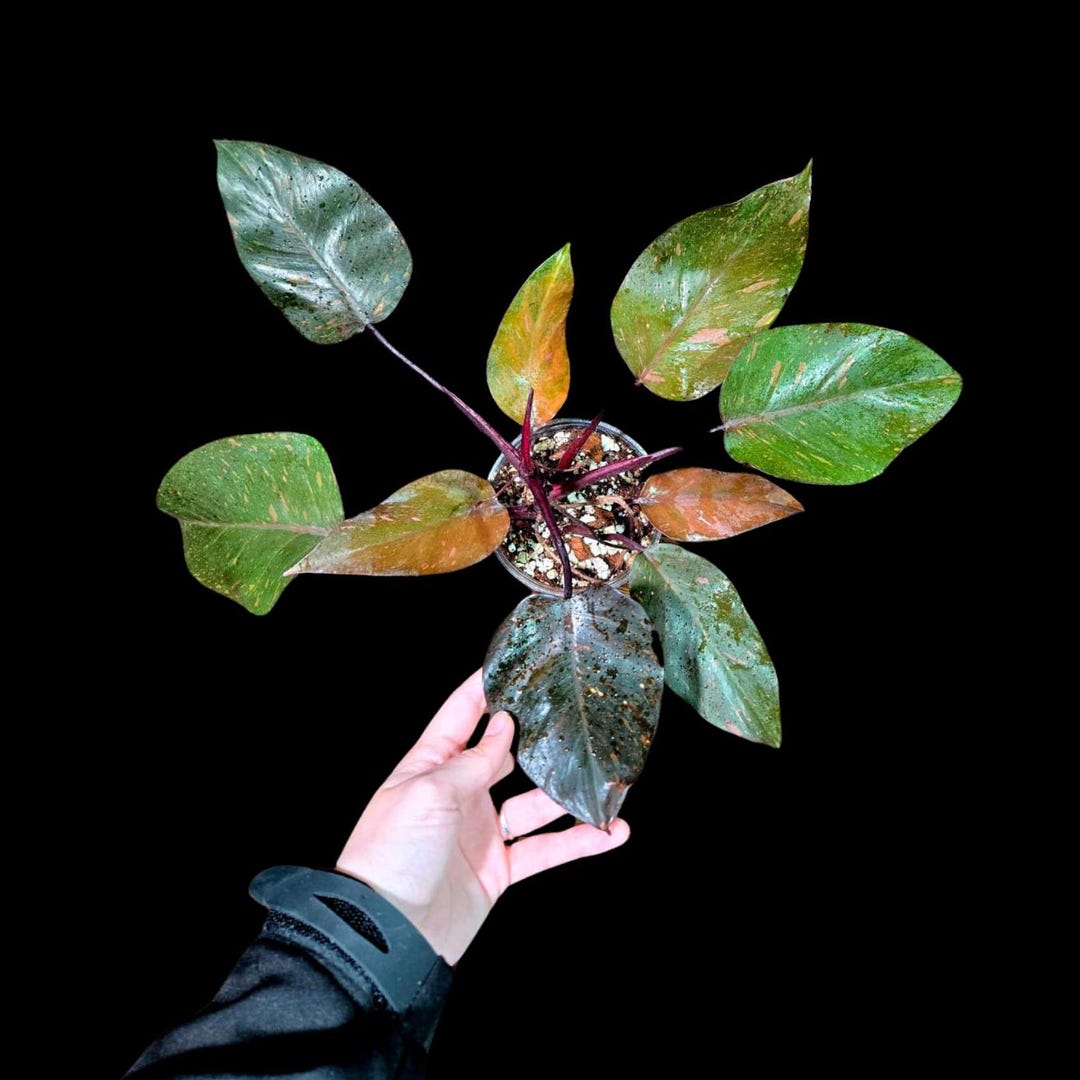 RARE Philodendron Orange Princess in a Nusery Pot - Live Philodendron ...