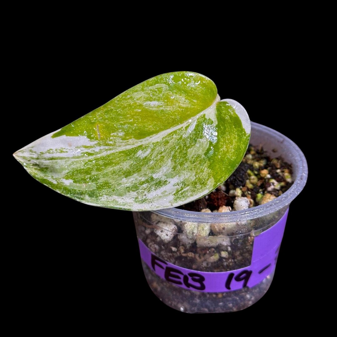 Variegated Scindapsus Pictus 'jade Satin' in a Nursery Pot | Scindapsus ...