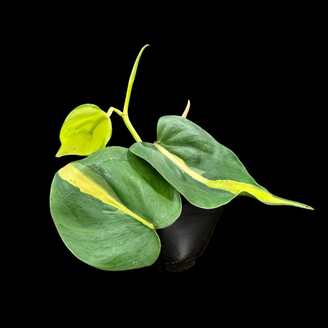 Rare Brazilian Philodendron Starter Plant in a 2 Nursery Pot Easy Care ...