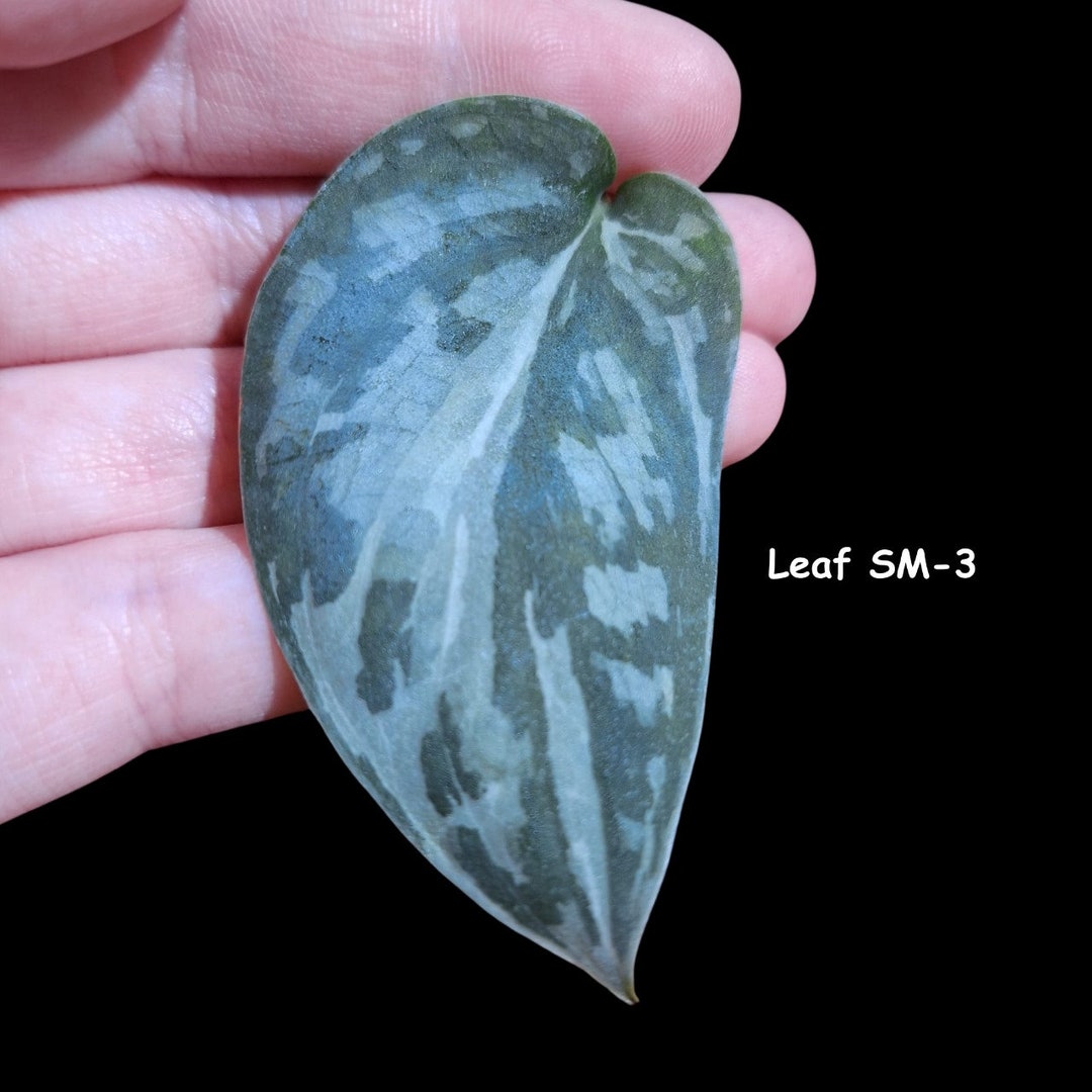 Scindapsus Mayari Variegated Variegated Mayari Cuttings SAME Plant as ...