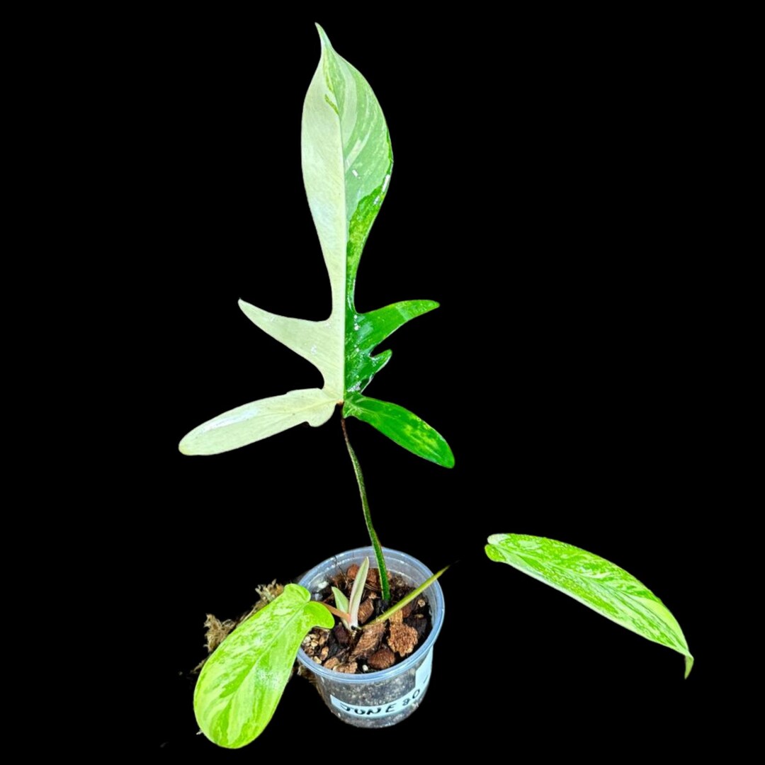 Variegated Philodendron Florida Beauty in a Nursery Pot - Extremely ...