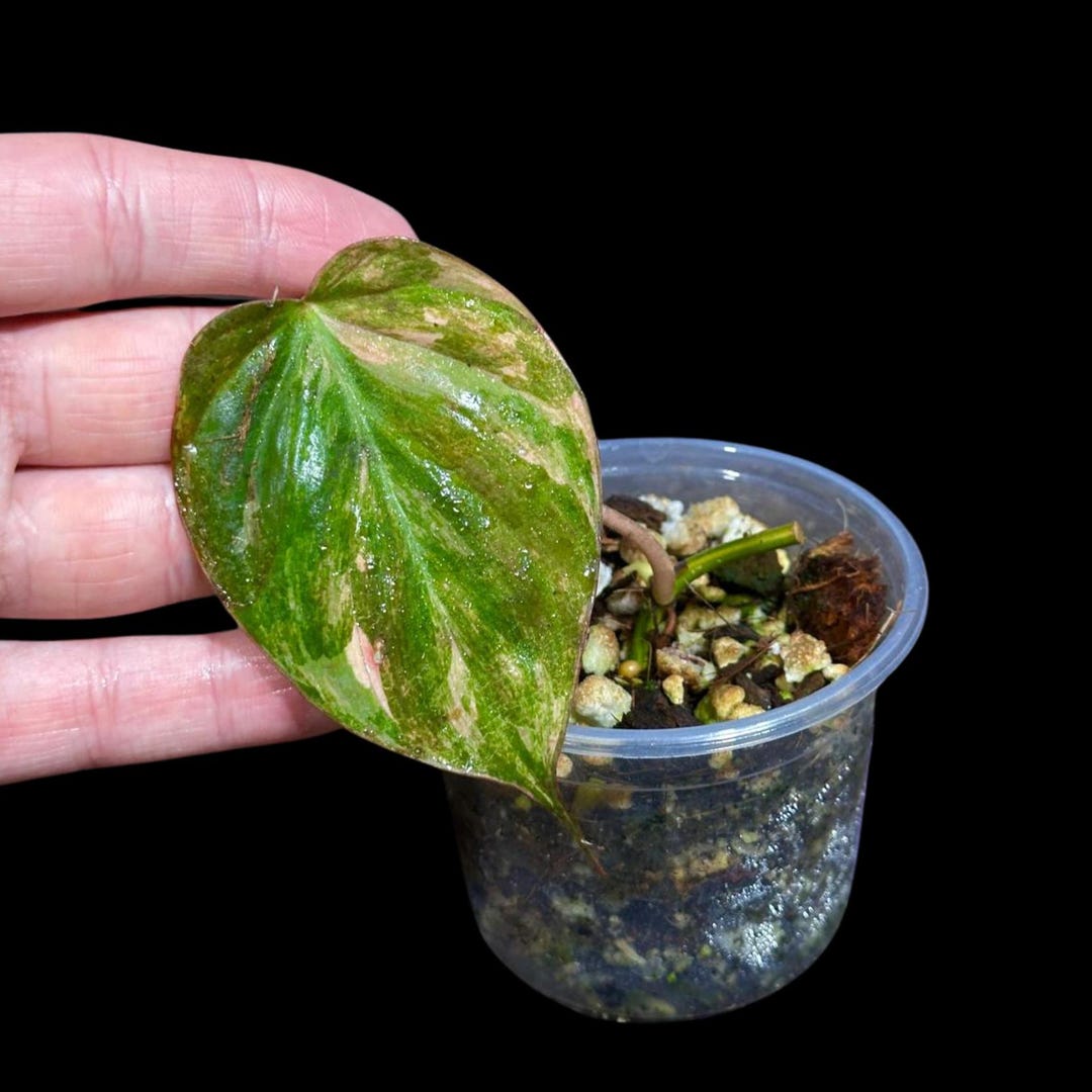 Rare Variegated Philodendron Mican Aurea in a Nursery Pot - Rare ...