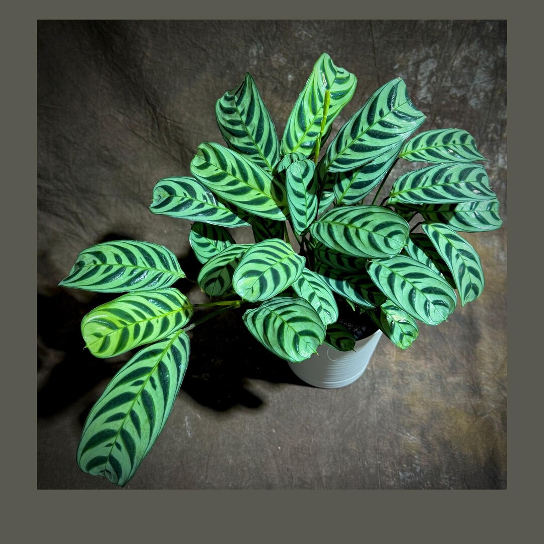 Calathea Burle Marx in 6” Self-watering Decorative Gift Pot - Maranta ...