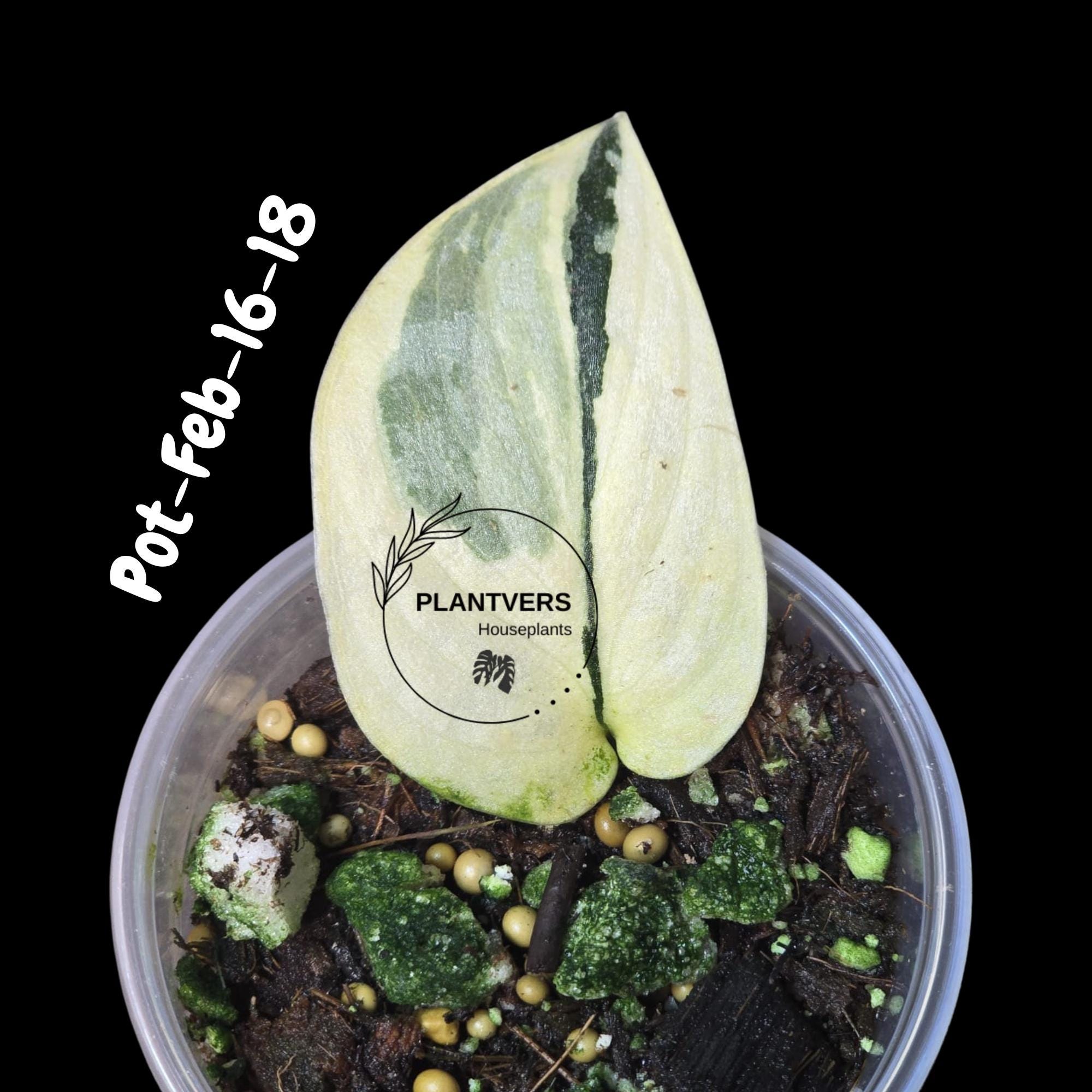 Scindapsus Mayari Variegated Live Plant - Rare Aroid in Nursery Pot ...