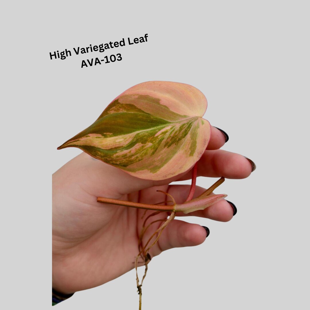 Rare Variegated Philodendron Mican Pink Cuttings - Heartleaf Pink Mican ...