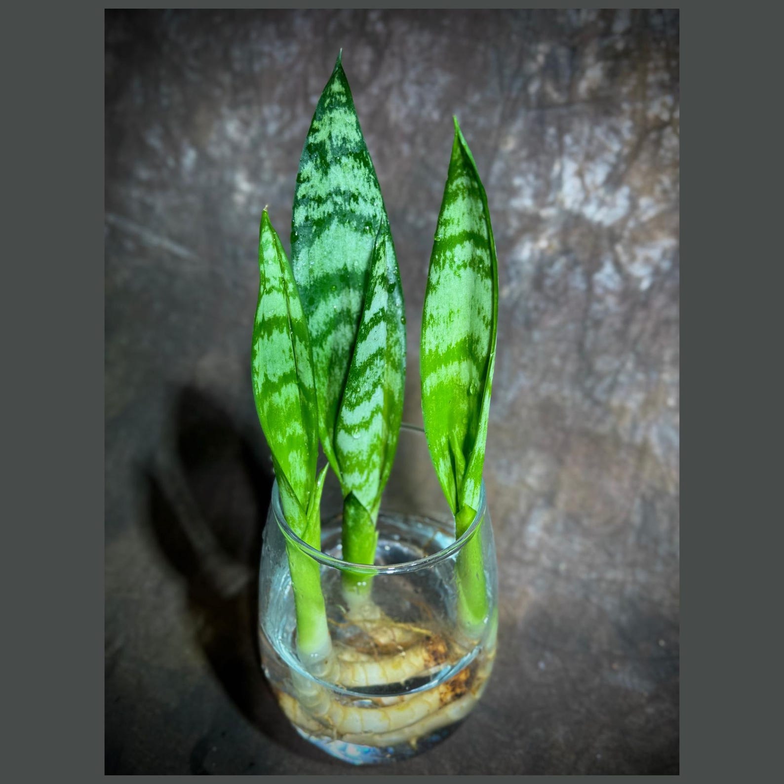 Sansevieria Zeylanica Baby Plant Cut - 2" Green Snake Plant Starter ...