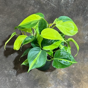 Rare Brazilian Philodendron in 4" Nursery Pot- Philodendron Brazil ...