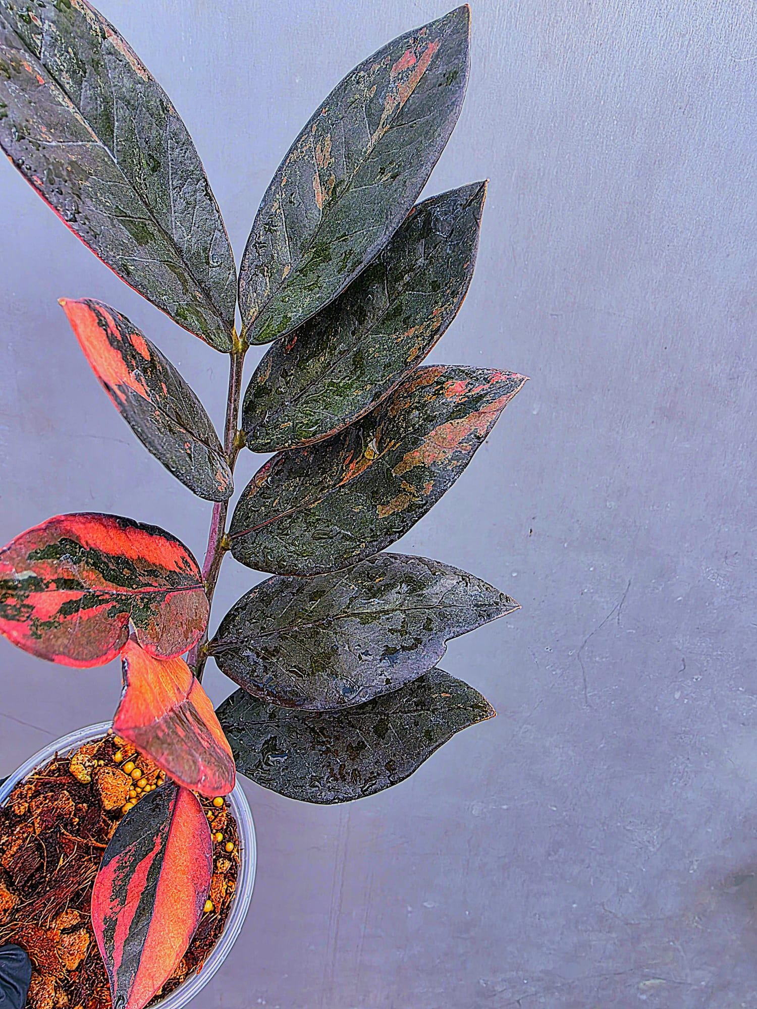 Rare Variegated Pink Raven ZZ Plant Cutting UNROOTED - Zamioculcas ...