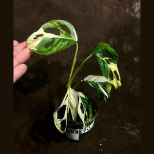 High Variegated White Monstera Adansonii Albo in a Nursery Pot - Swiss ...