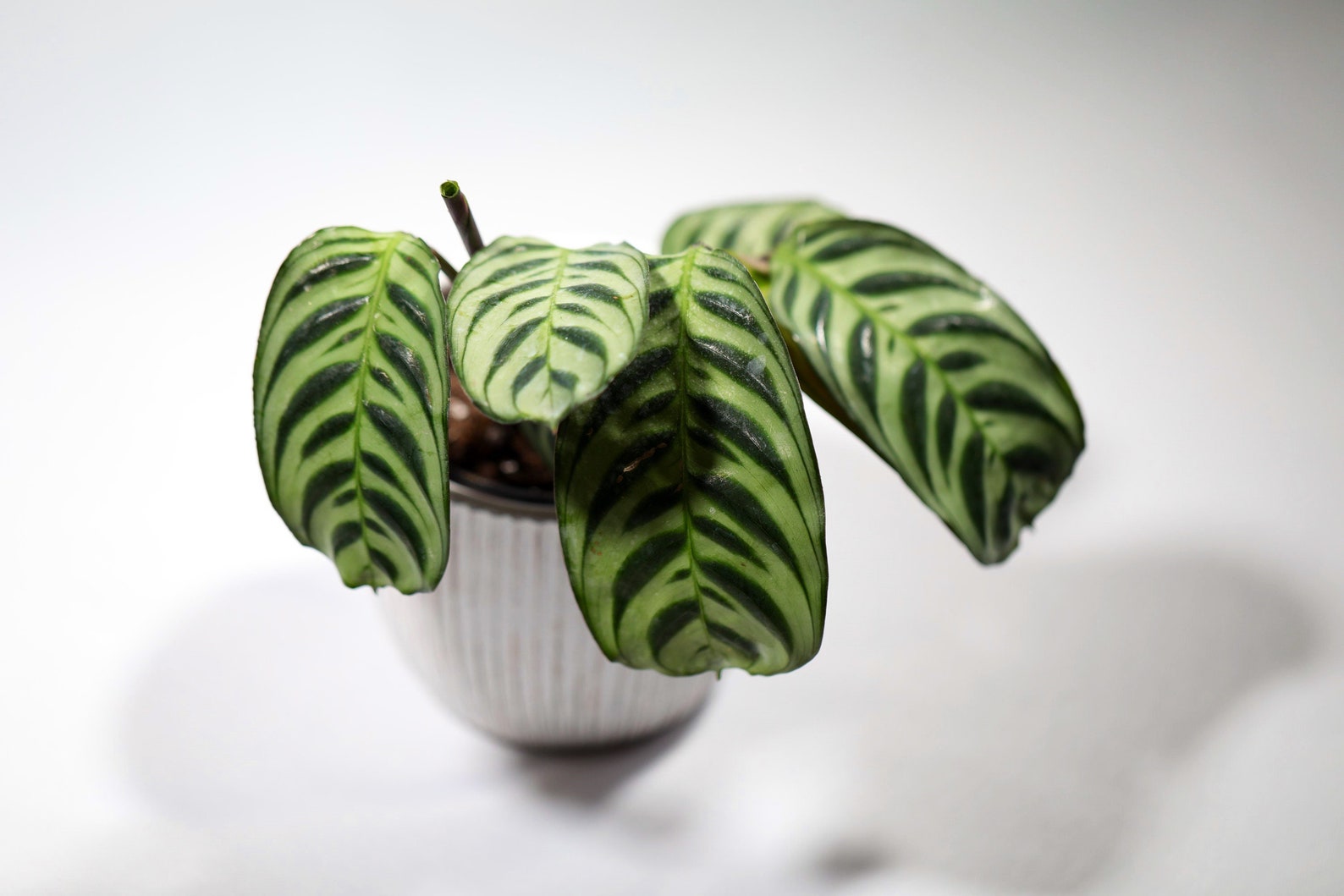 Calathea Burle Marx in a 3 Pot Maranta Amabilis Burle - Etsy