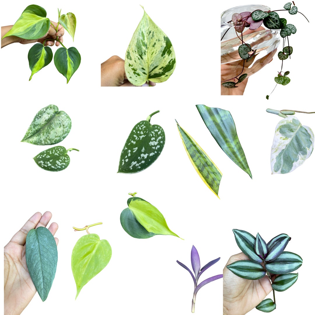 Rare Pothos Cuttings Mix- Marble Pothos / Heart Leaf Philodendron ...