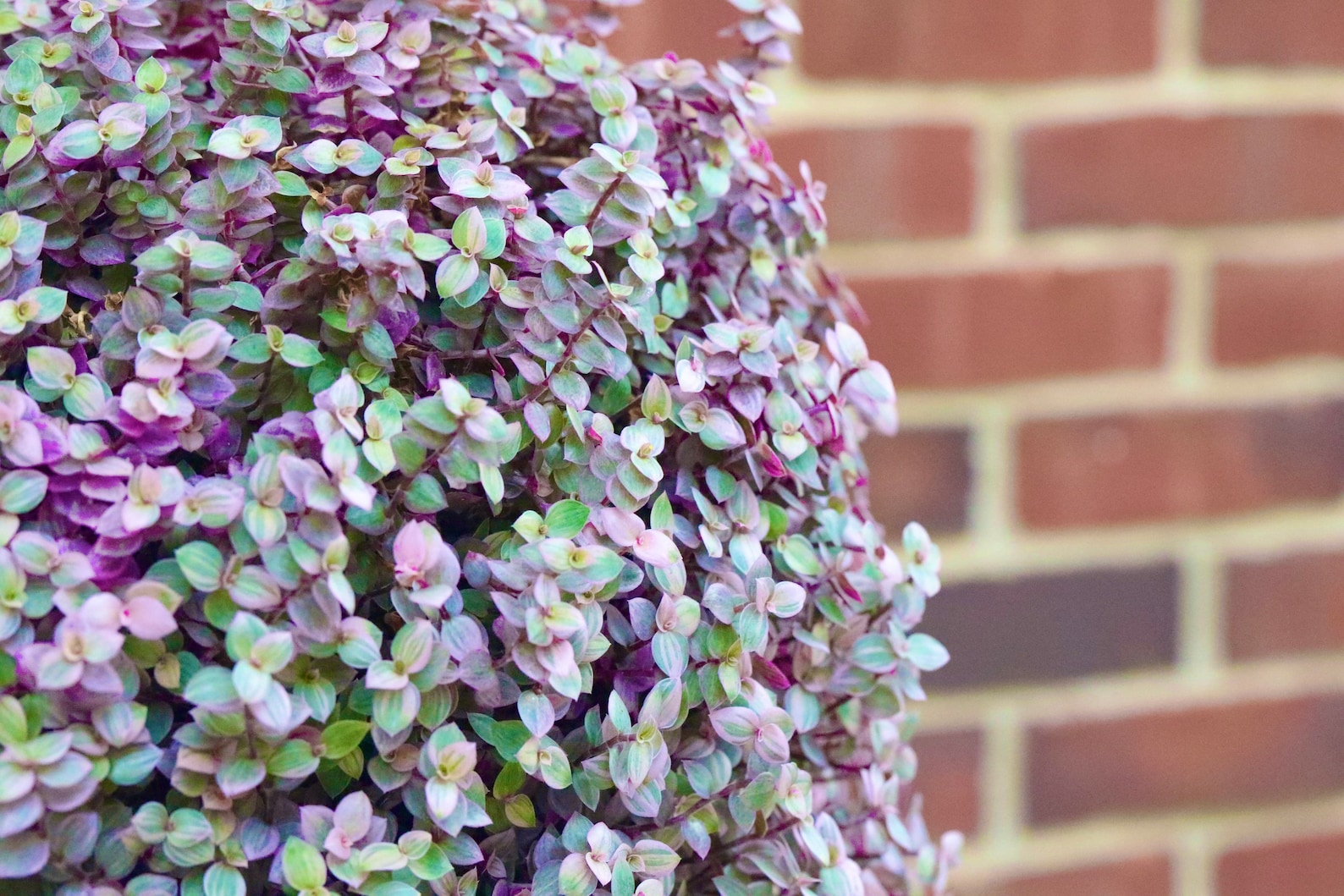 Callisia Repens Tradescantia Pink Panther Tradescantia - Etsy