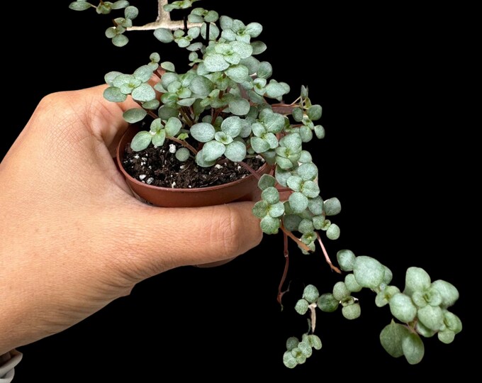 Baby Tears String of Tears Hanging Succulent 4 Cuttings Each 3"-4" Long ...
