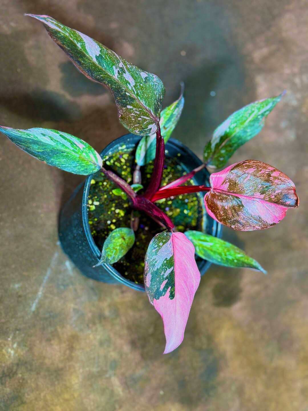 Philodendron Pink Princess Galaxy in a 6 " Grow Pot - Variegated Live ...