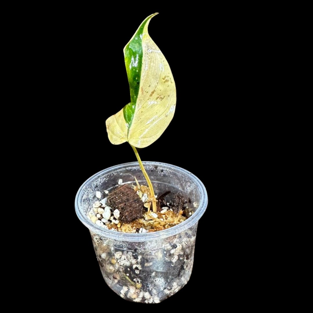 Rare Variegated Philodendron Mican Aurea in a Nursery Pot High ...