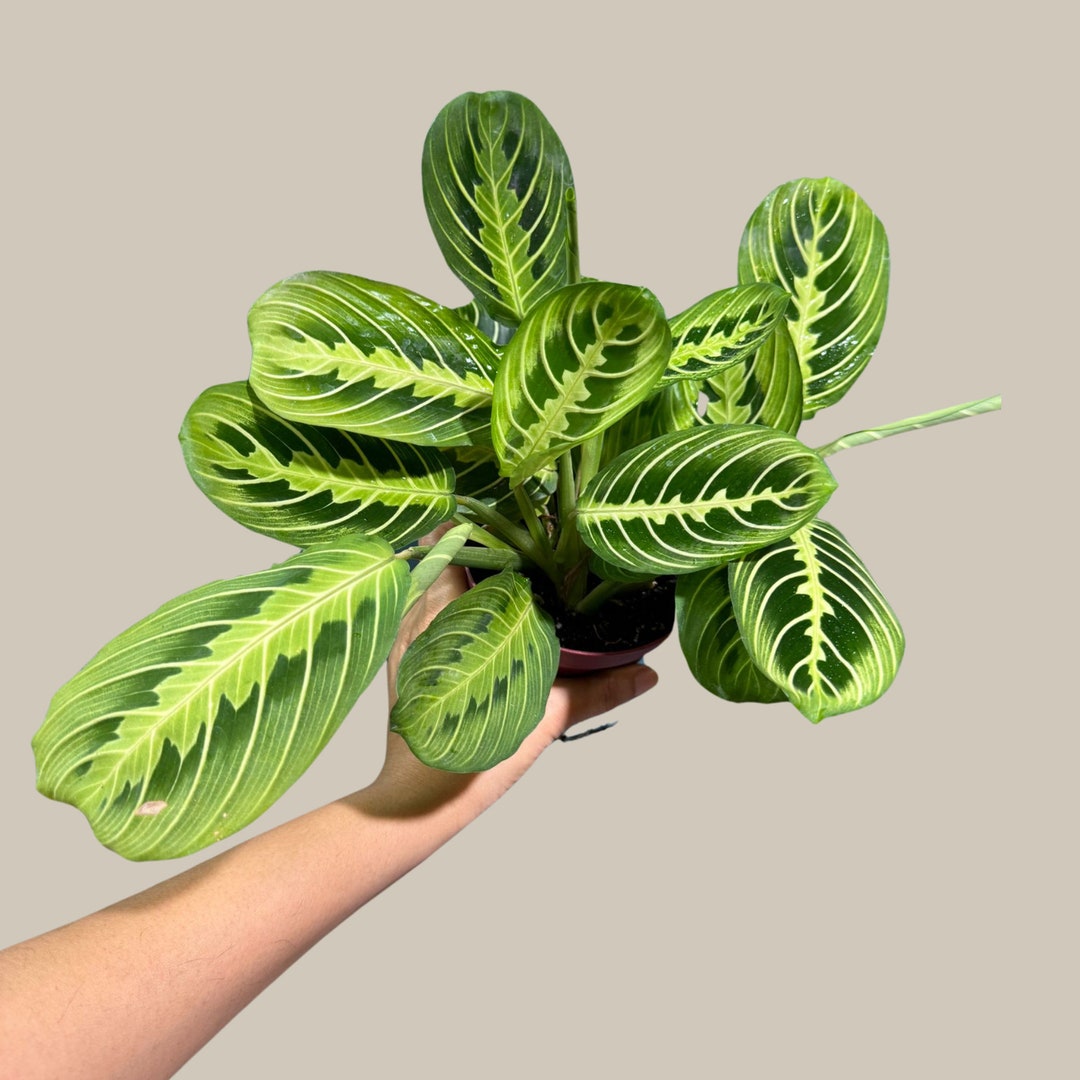 Live Lemon Lime Prayer Plant - Low Light Office Plant - Maranta ...