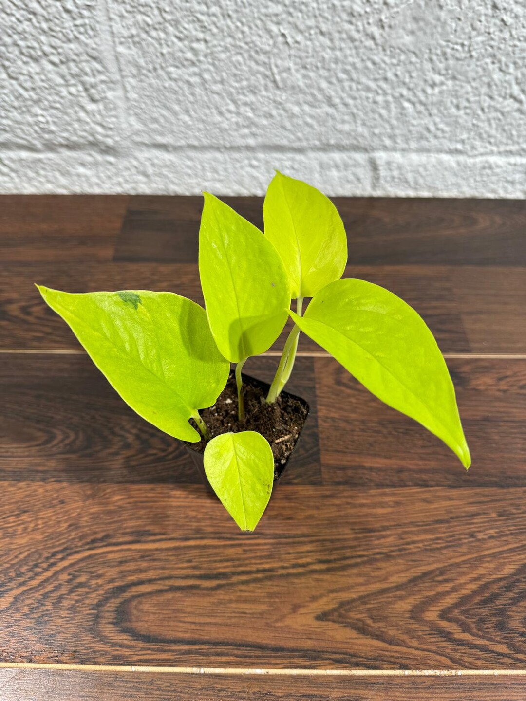 Neon Pothos Indoor Plant in a Nursery Pot - Easy Care Low Light Indoor ...