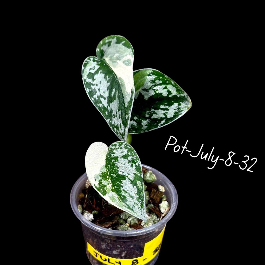 Scindapsus Mayari Variegated Live Plant - Rare Aroid in Nursery Pot ...