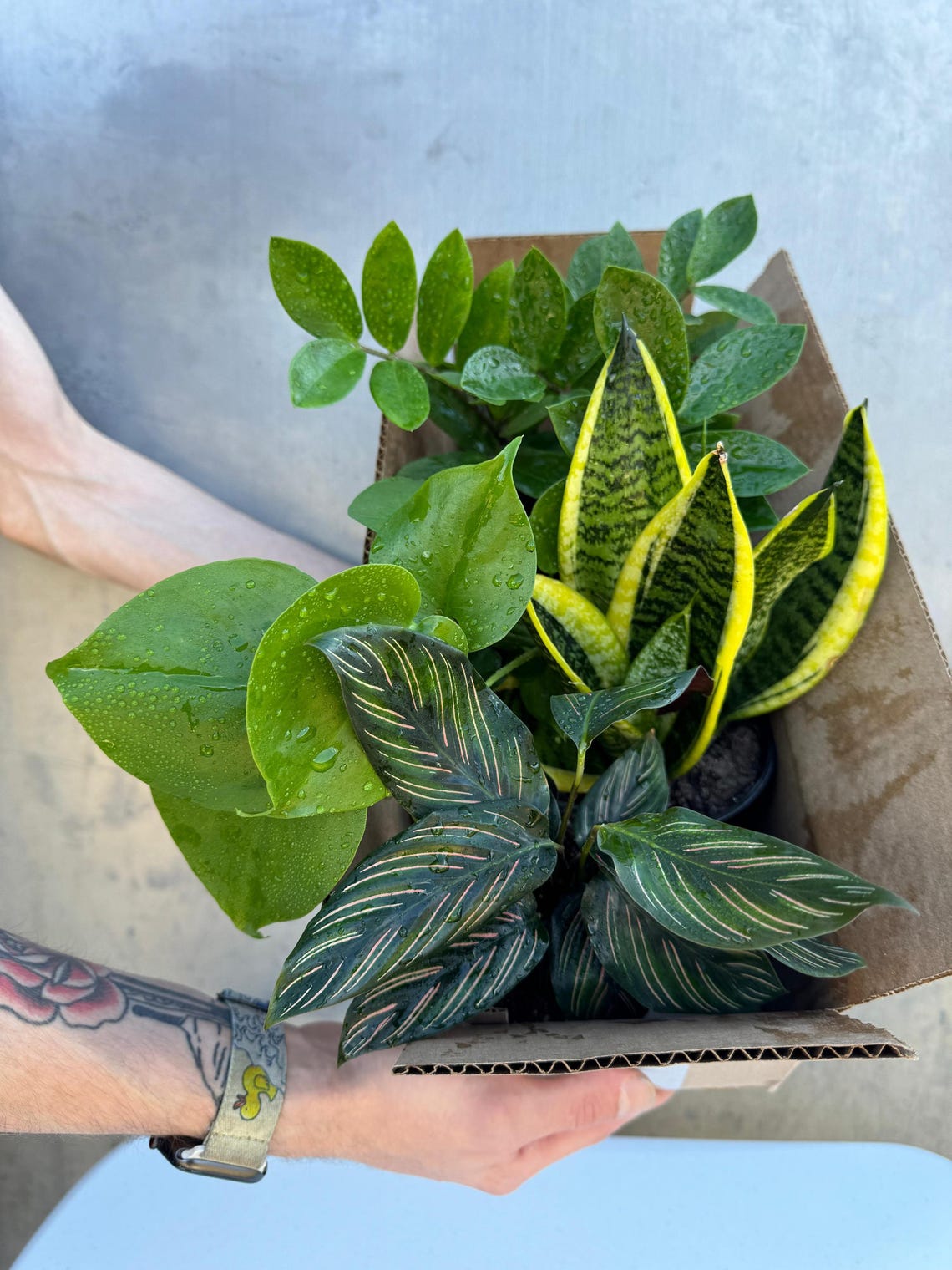 Live Indoor Plant Variety Pack in 4