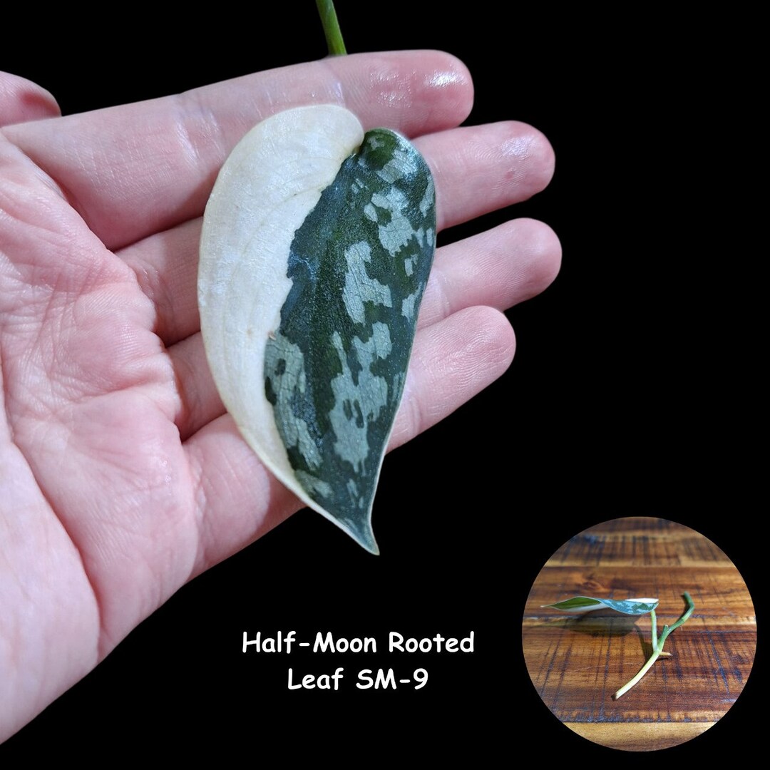 Scindapsus Mayari Variegated | Variegated Mayari Cuttings | SAME Plant ...
