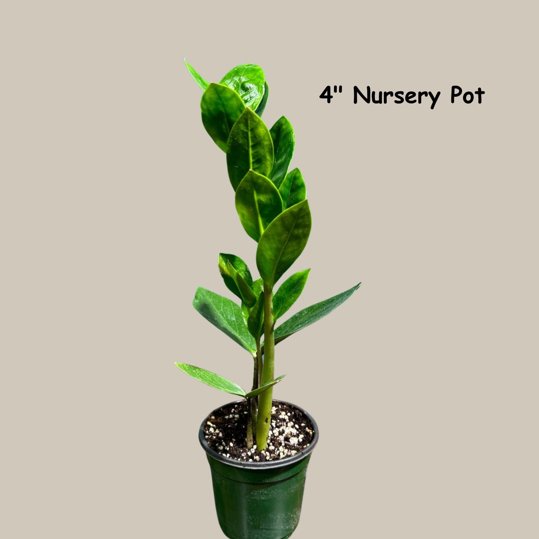 Green Zz Plant - Zamioculcas Zamiifolia Plant - Rare Indoor Good Luck ...