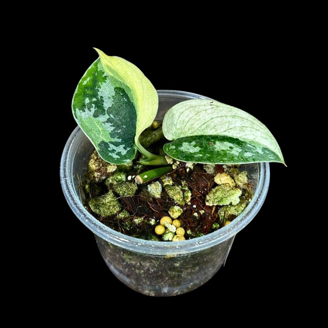 Scindapsus Mayari Variegated Live Plant - Rare Collector Plant - Indoor ...
