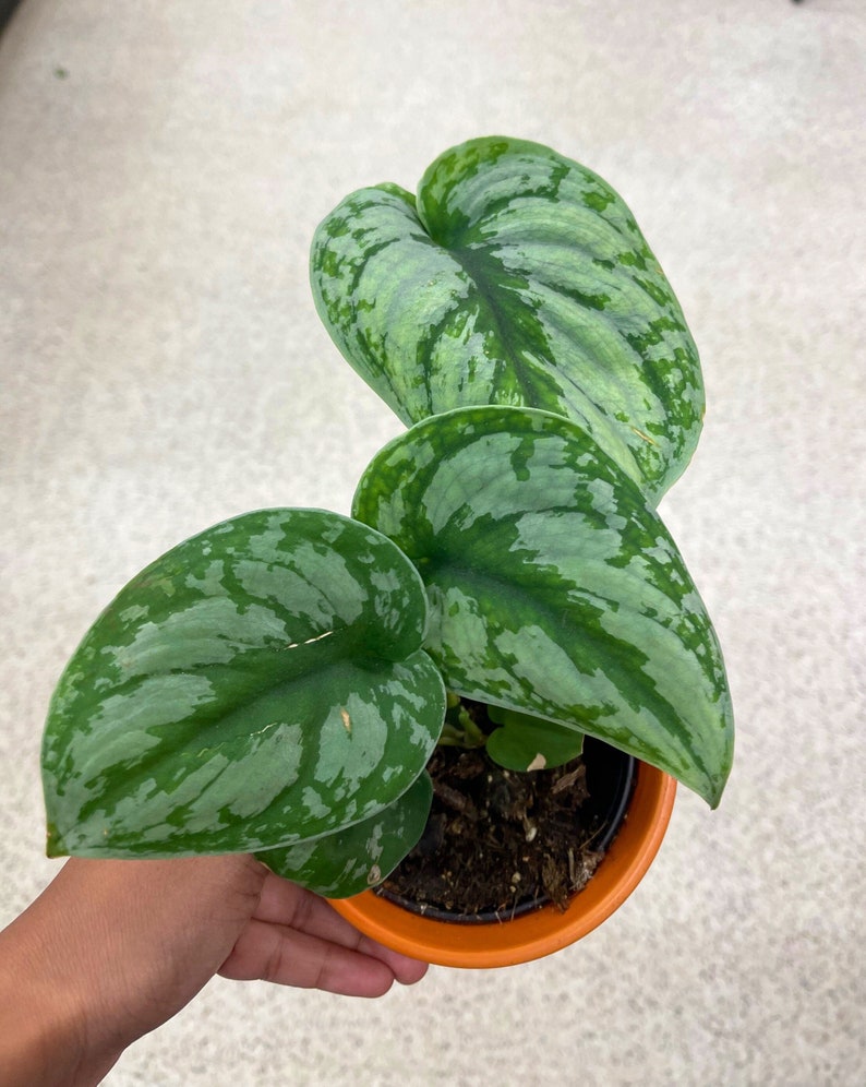 Scindapsus Silver Exotica Plant Rare Vining Indoor Plant - Etsy