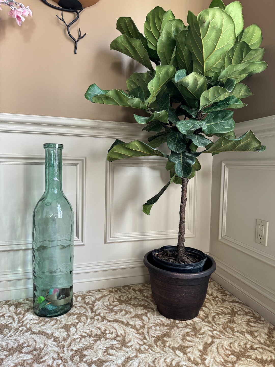 Fiddle Leaf Fig Tree 4.5 Feet Tall in 2 Gallon Pot - Tall Indoor House ...