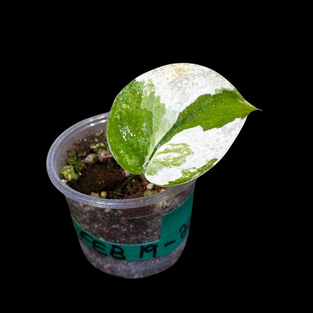 Variegated Scindapsus Pictus 'jade Satin' in a Nursery Pot | Scindapsus ...