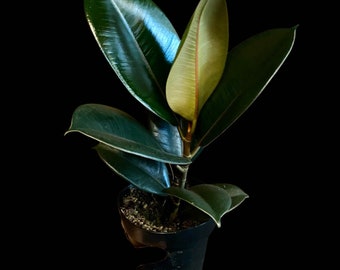 Large Live Rubber Tree - Ficus Elastica Burgandy House Plant - Etsy