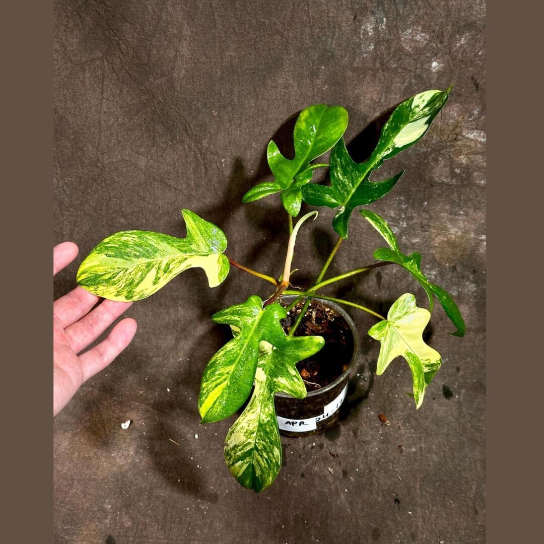 Variegated Philodendron Florida Beauty EXACT Same Plant - Rare ...