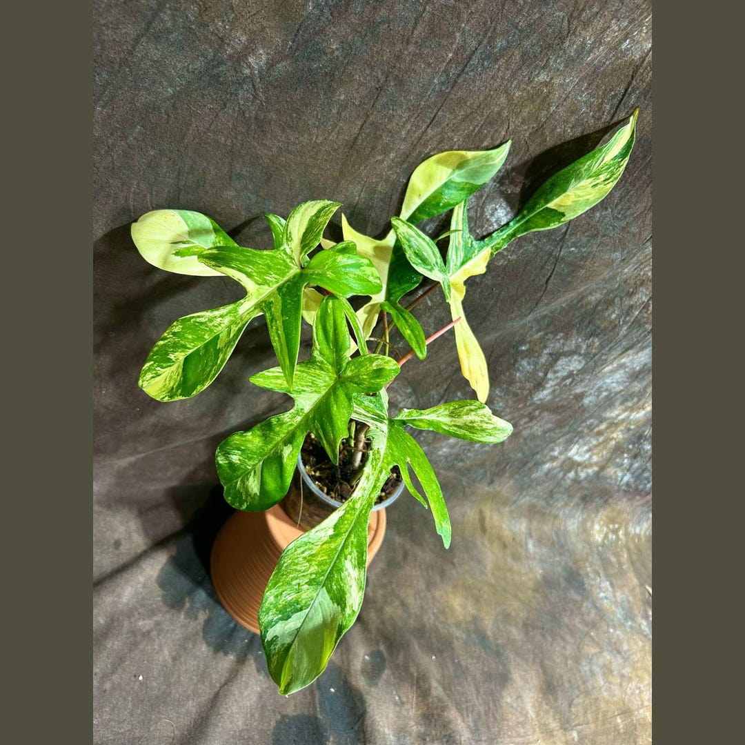 Variegated Philodendron Florida Beauty in a Nursery Pot - Extremely ...