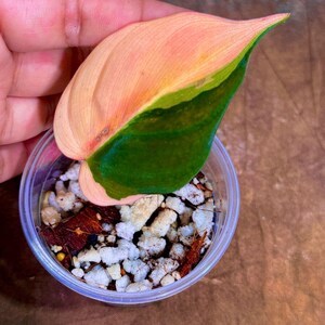 Rare Variegated Philodendron Mican Aurea in a Nursery Pot - Rare ...