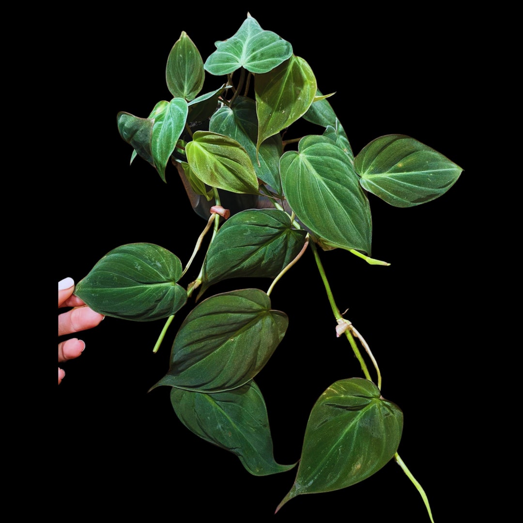 Philodendron Micans Velvet 4" Pot -velvet Leaf-heartleaf Philodendron ...