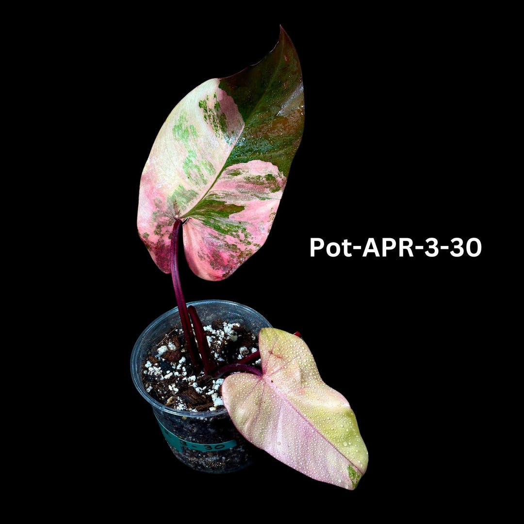 Variegated Philodendron Strawberry Shake Pot- Rare Strawberry Pink and ...
